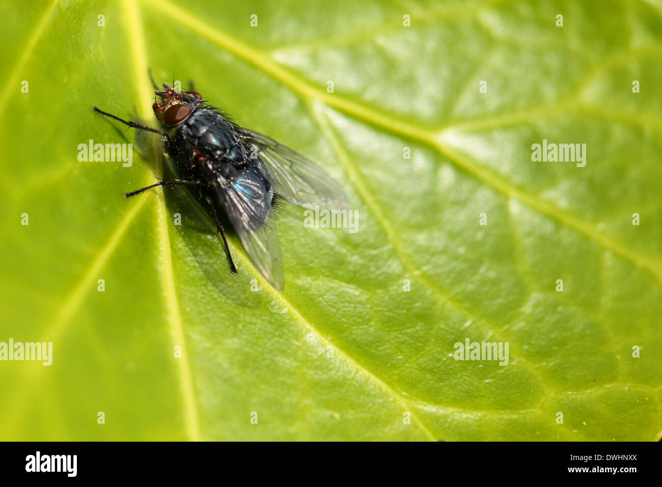 Housefly aka house fly over natural background, Musca domestica Stock ...