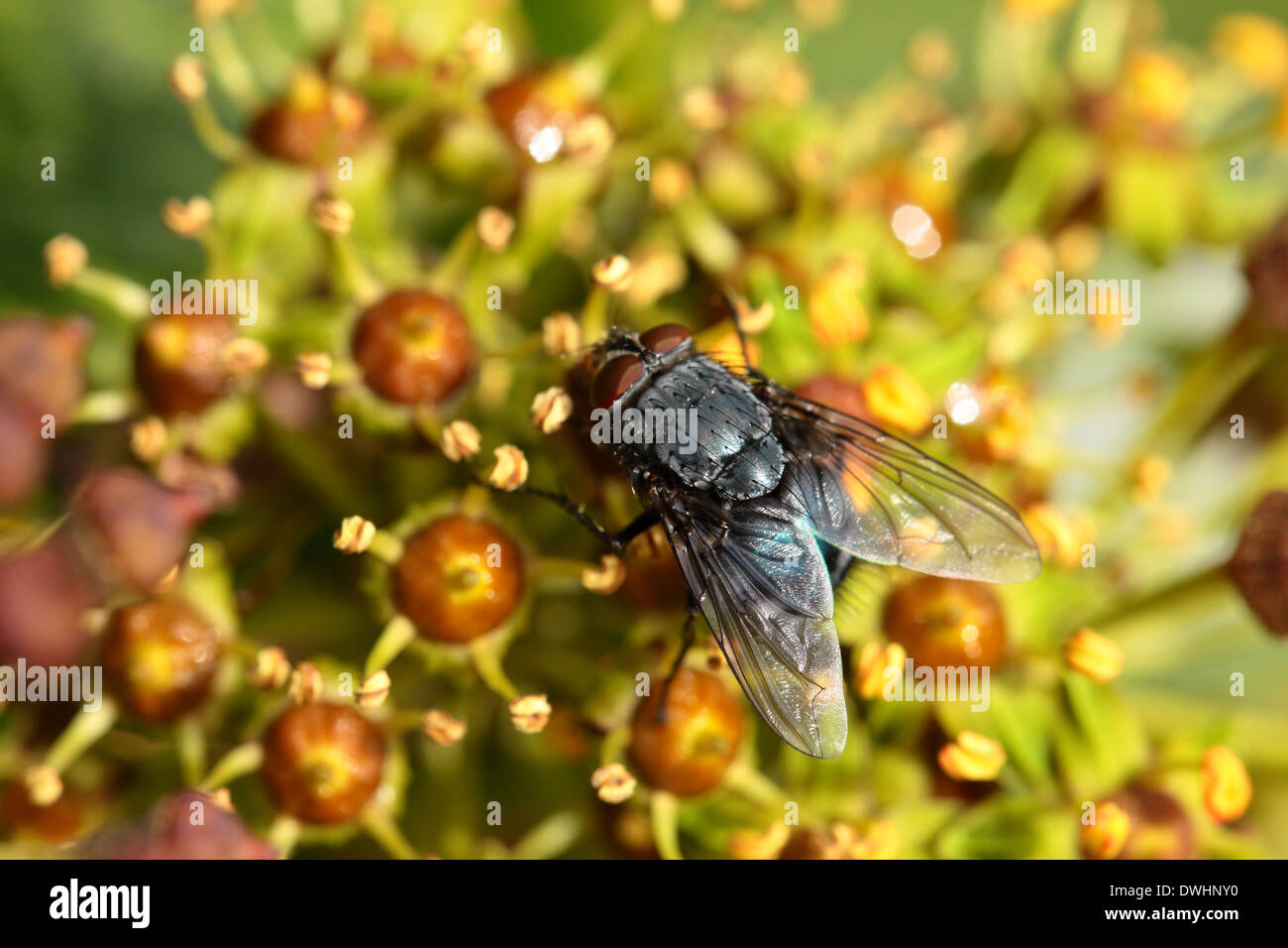 Housefly aka house fly over natural background, Musca domestica Stock ...