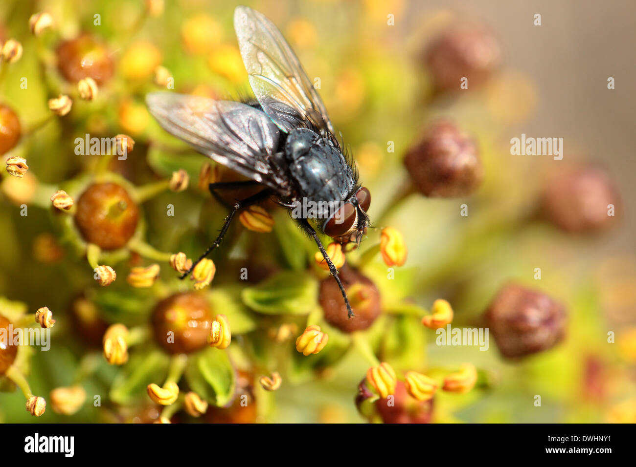 Housefly aka house fly over natural background, Musca domestica Stock ...