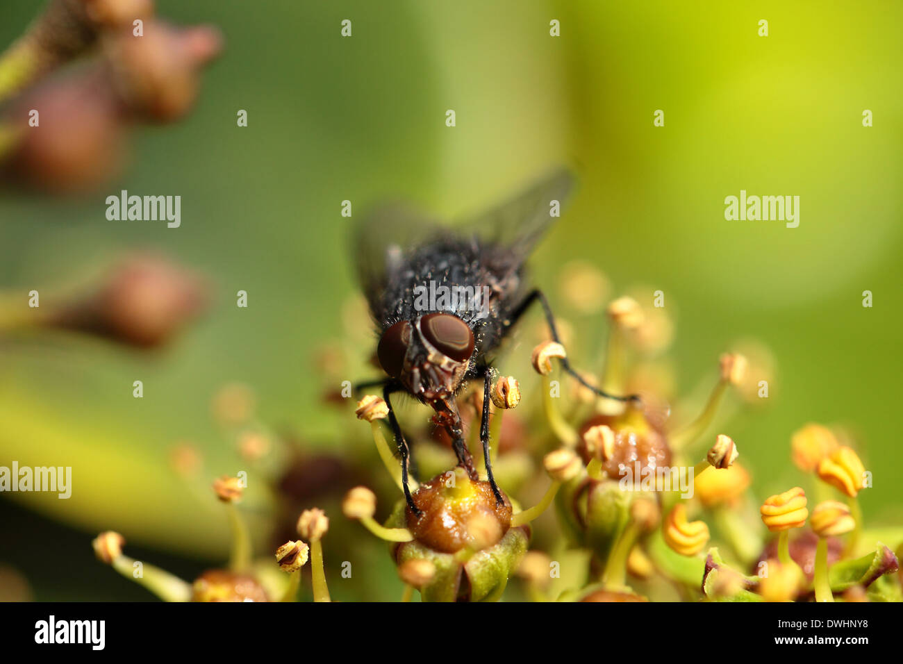 Housefly aka house fly over natural background, Musca domestica Stock ...