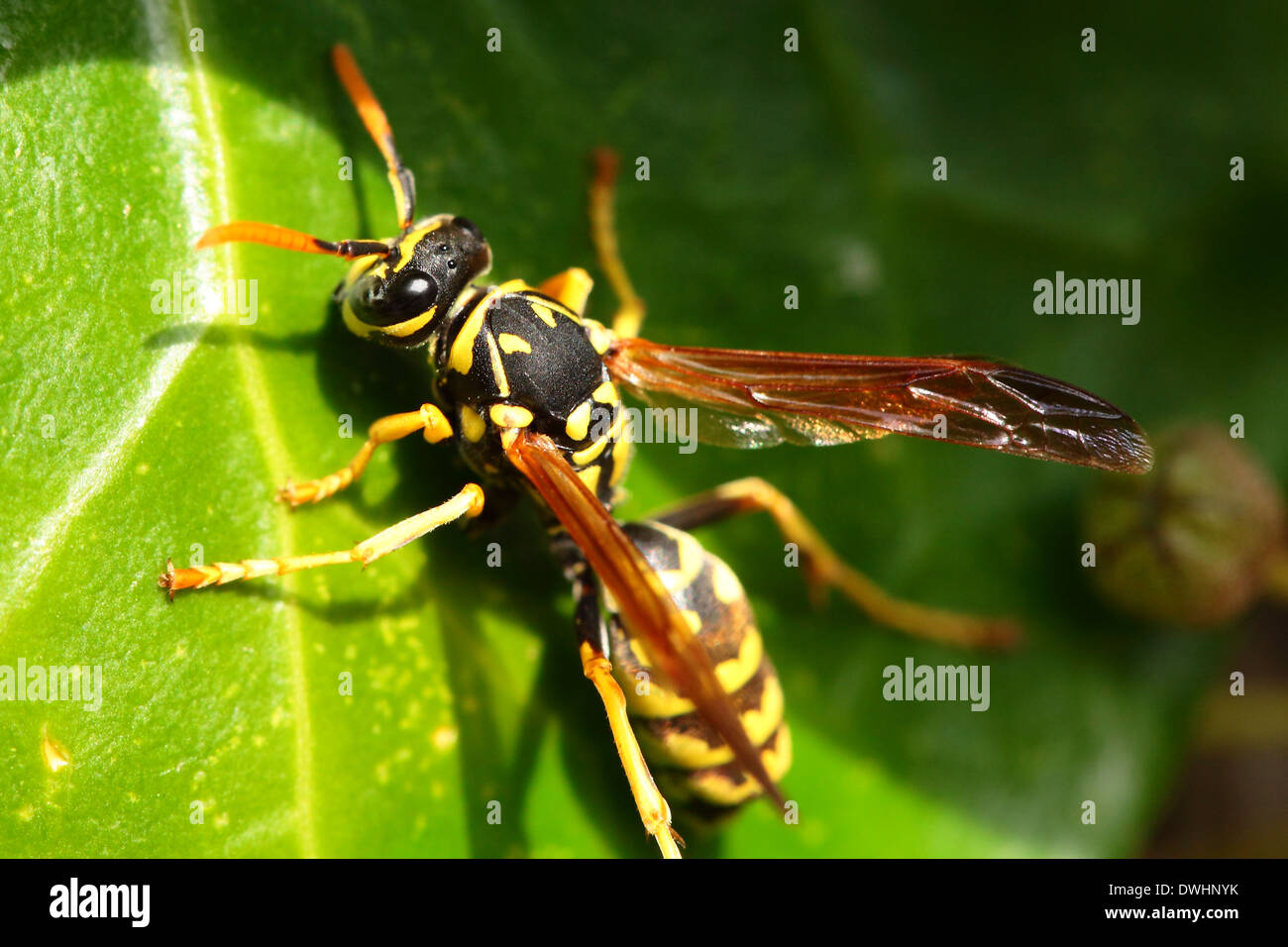 Large wasp hi-res stock photography and images - Alamy