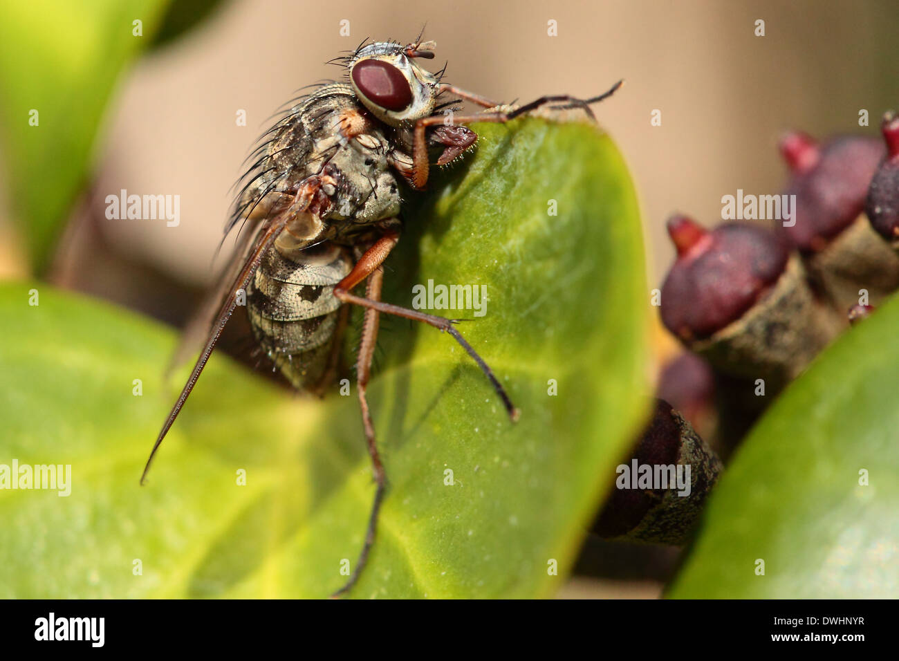 Housefly aka house fly over natural background, Musca domestica Stock ...