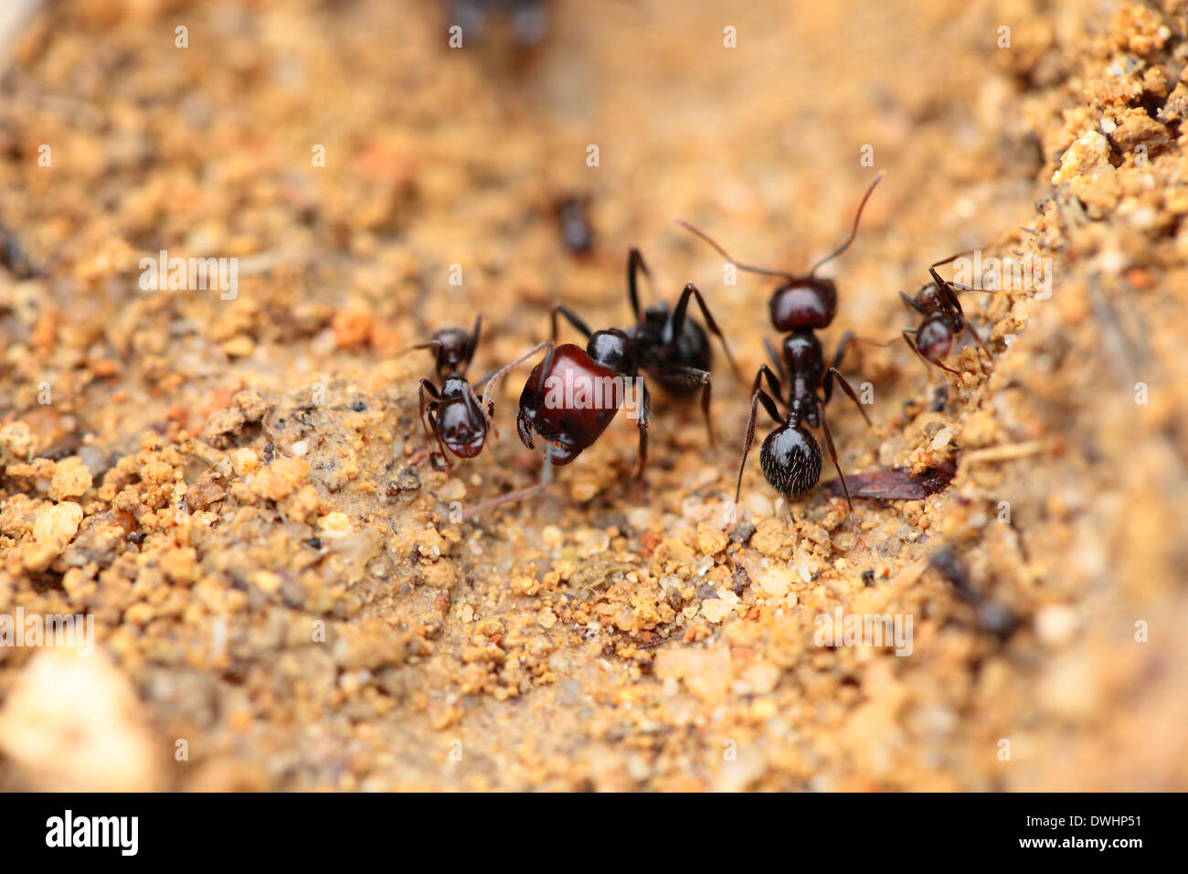 Creature formica hi-res stock photography and images - Alamy