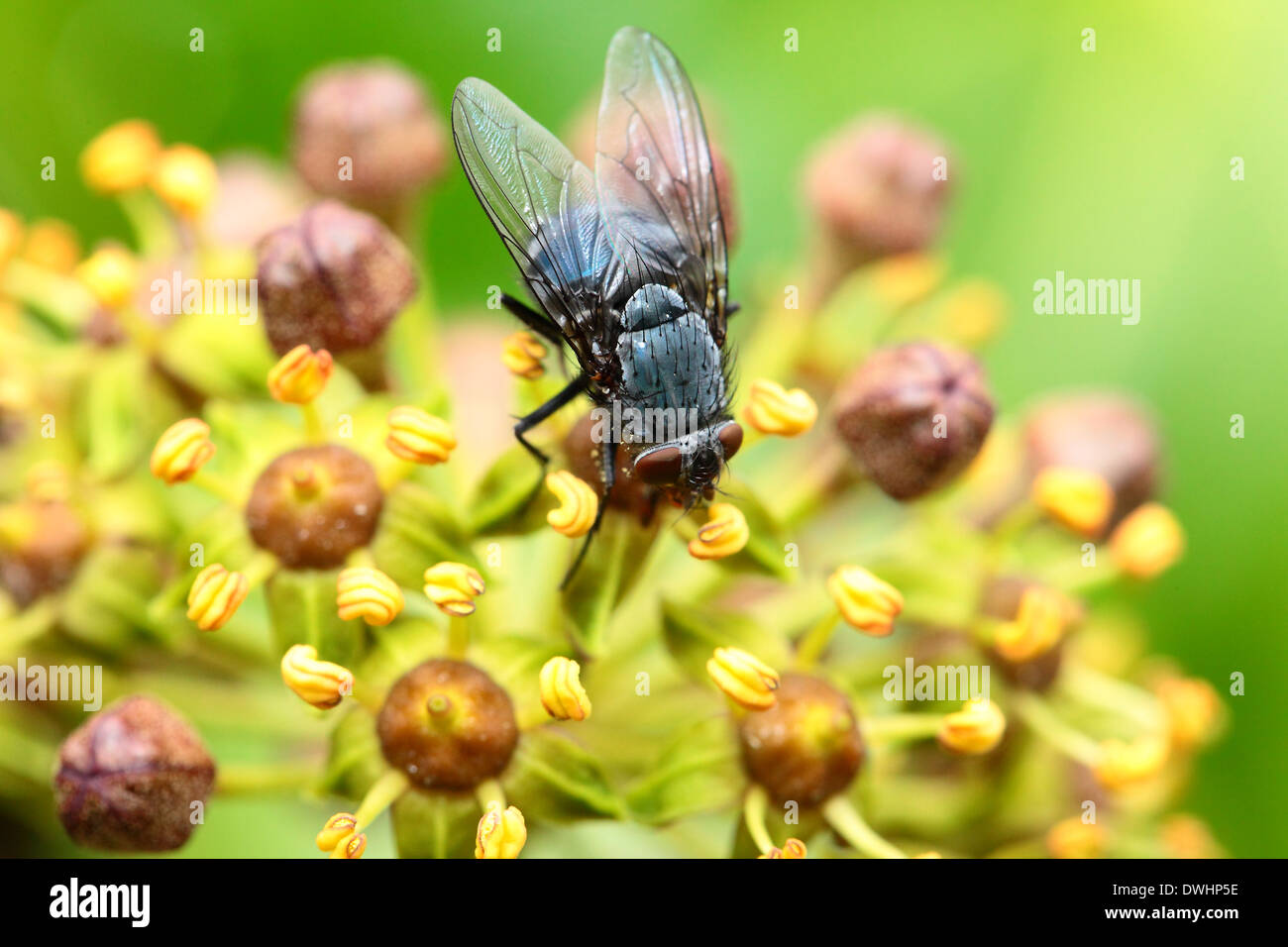 Housefly aka house fly over natural background, Musca domestica Stock ...
