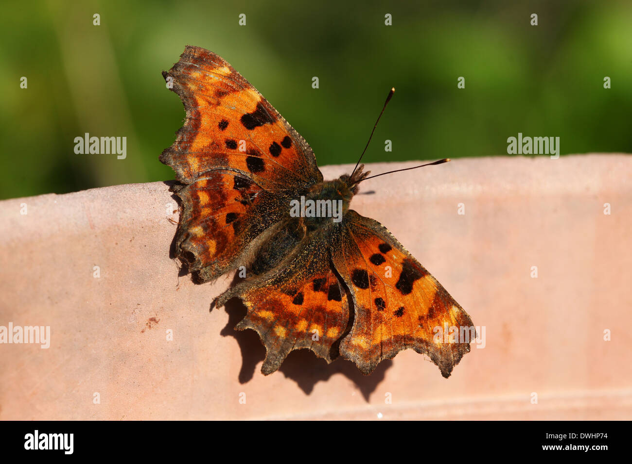 Sunshine wildlife hi-res stock photography and images - Alamy