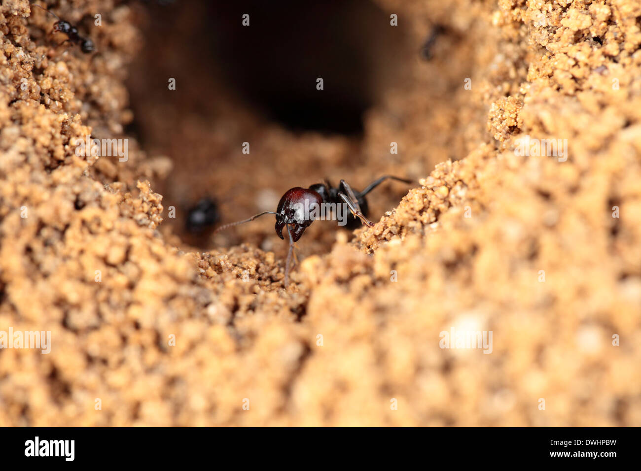 Soldier ant formica in macro Stock Photo - Alamy