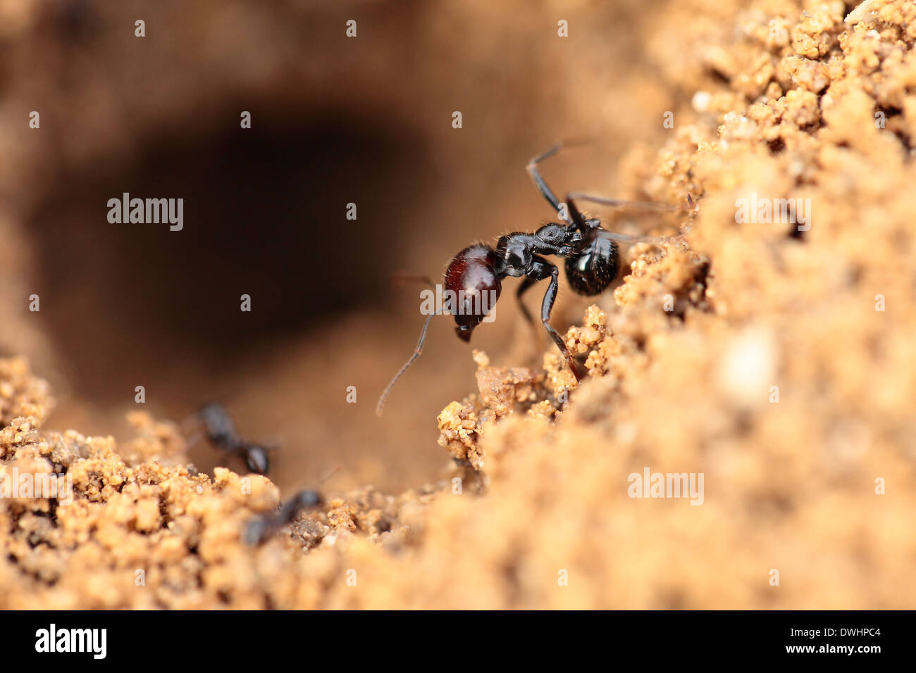 Creature formica hi-res stock photography and images - Alamy