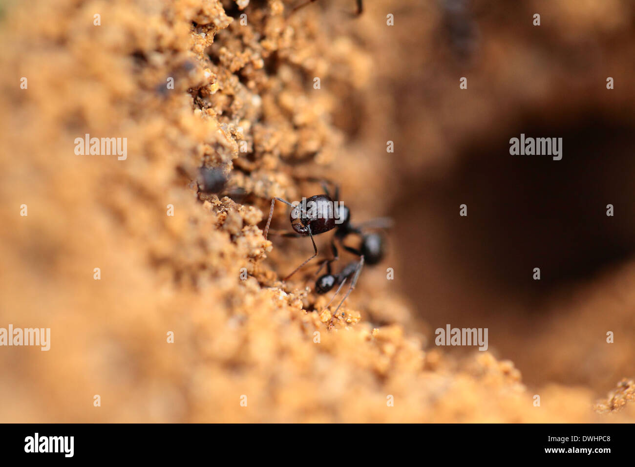 Soldier ant formica in hi-res stock photography and images - Alamy