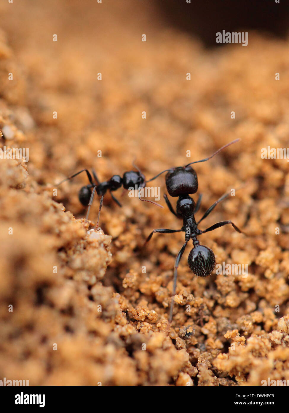 Detailed ant head hi-res stock photography and images - Alamy