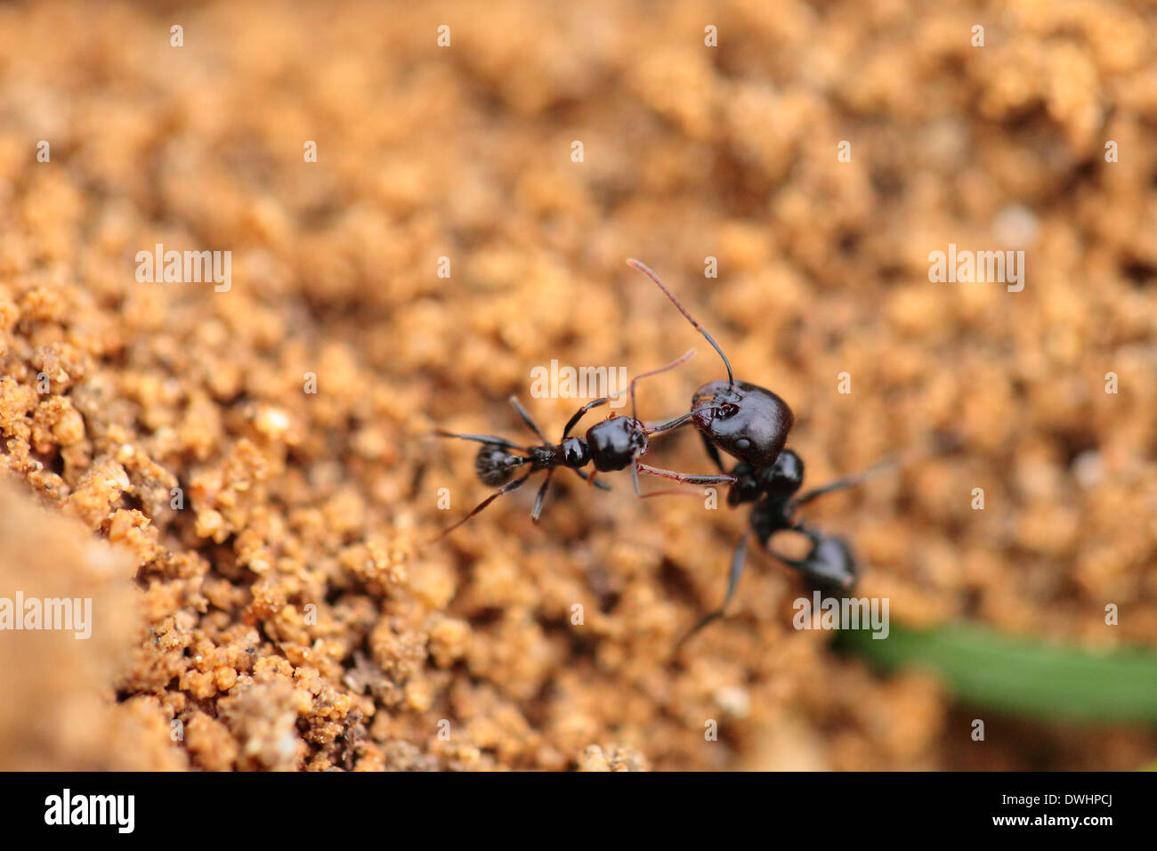 Creature formica hi-res stock photography and images - Alamy