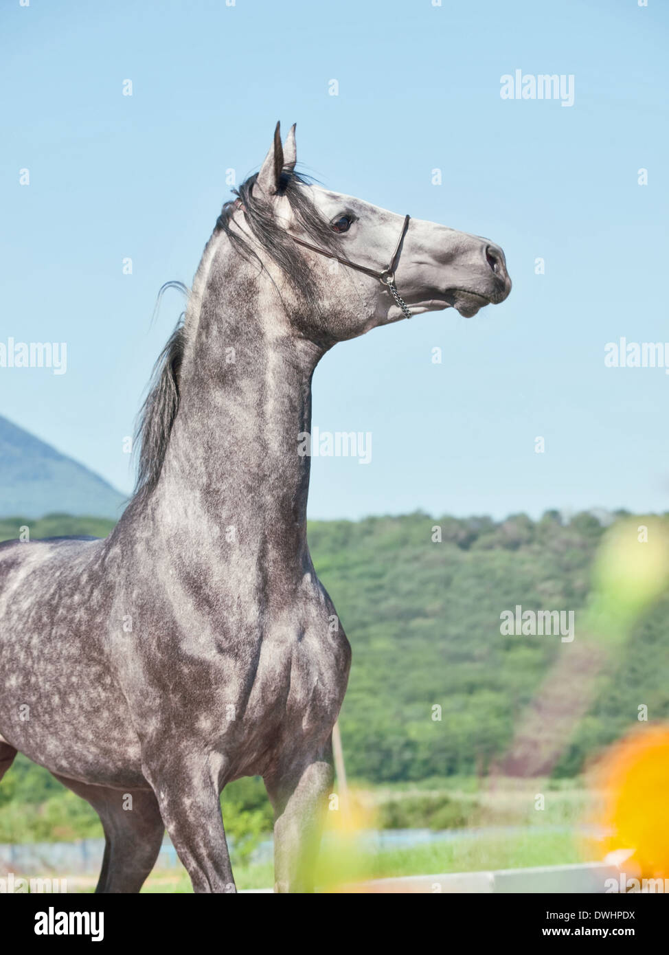 Gray arab hi-res stock photography and images - Alamy