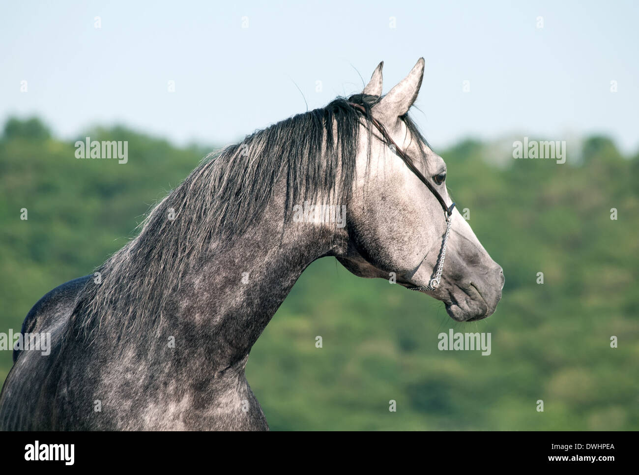 White gray horse hi-res stock photography and images - Alamy