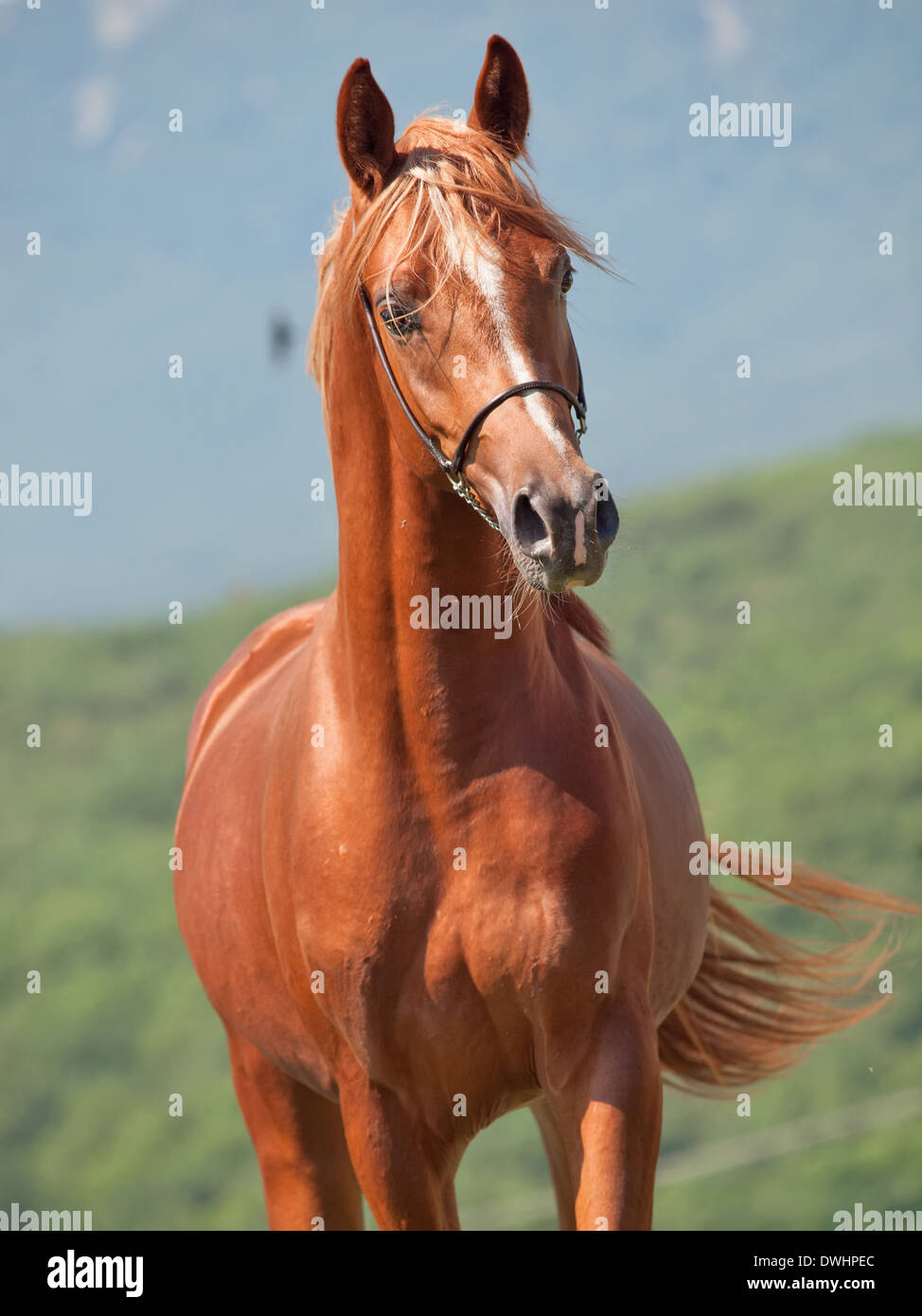 Beautiful horse head hi-res stock photography and images - Alamy