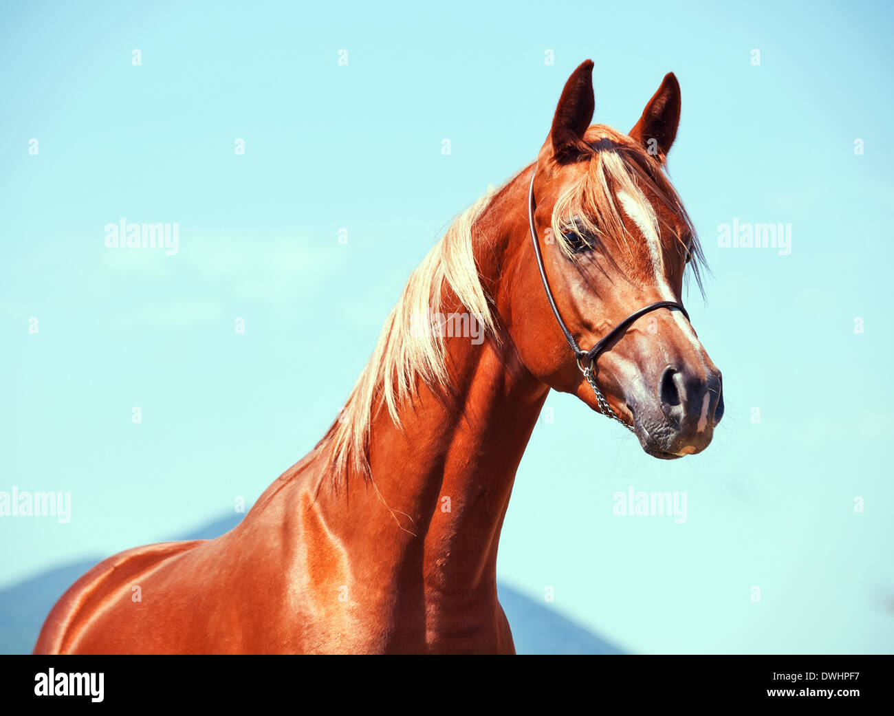 Beautiful stallion hi-res stock photography and images - Alamy