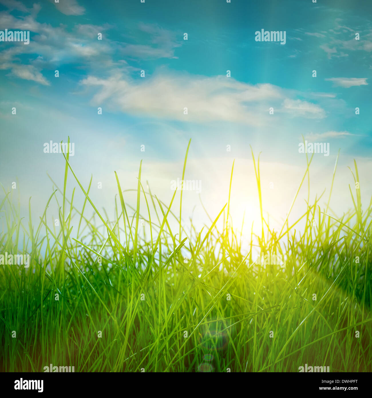 Spring green grass and sun on blue sky background Stock Photo - Alamy