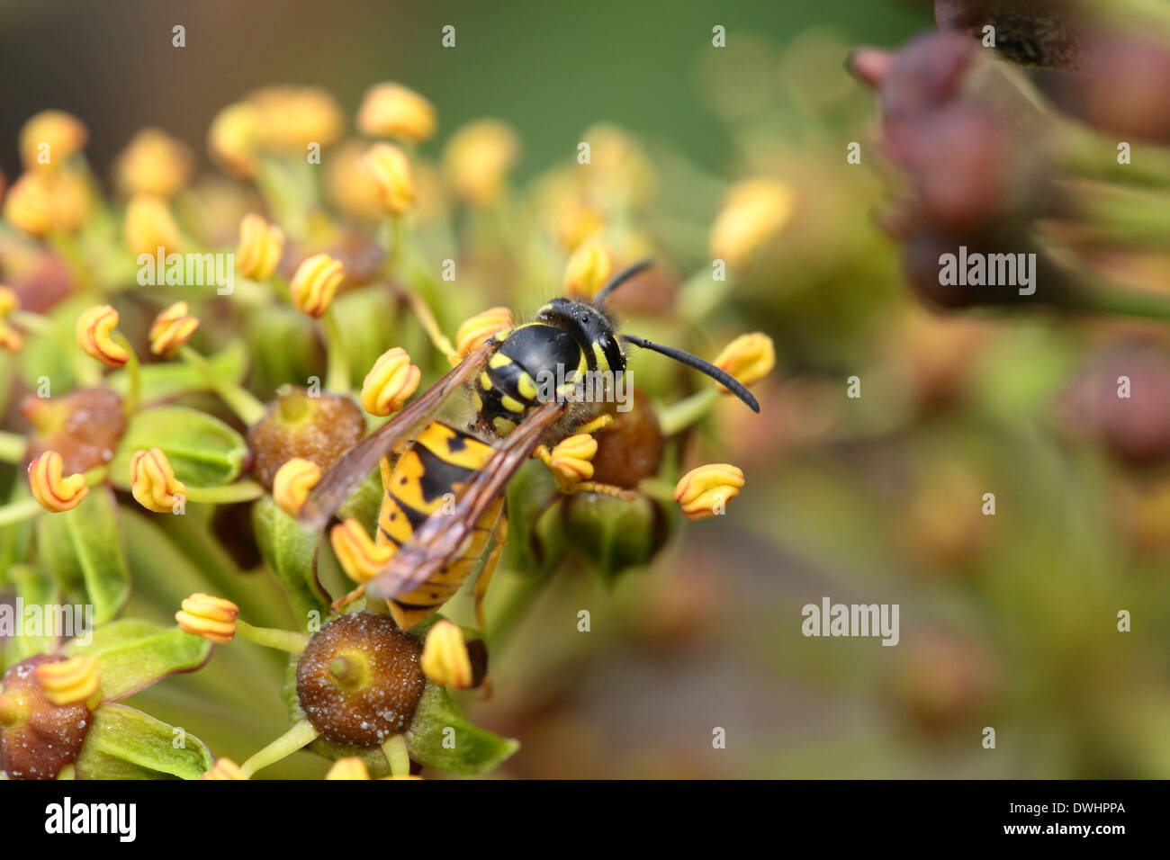 wasp collecting pollen from a flower of the tree Stock Photo - Alamy