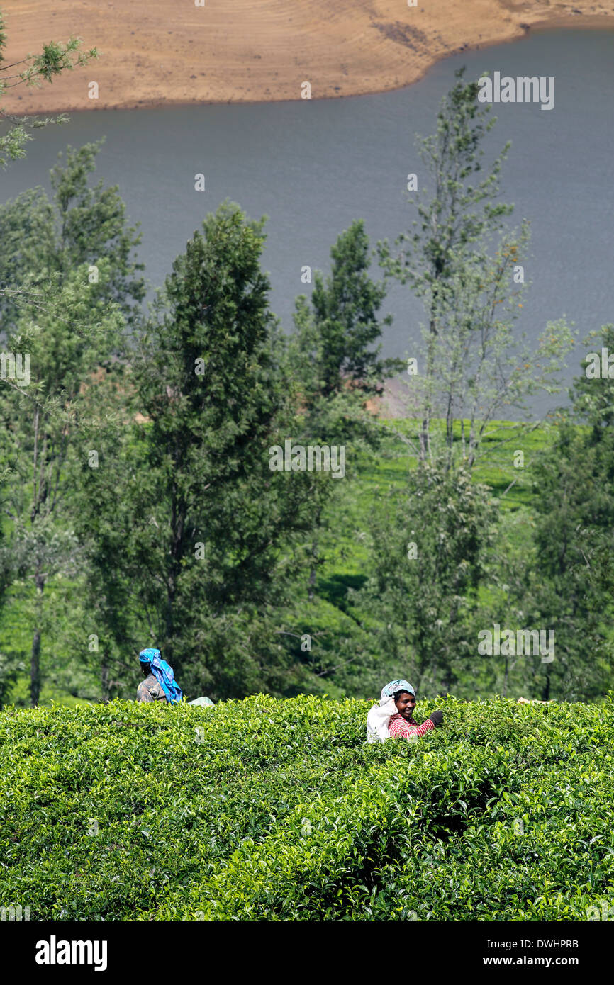 Pluckers on tea estate hi-res stock photography and images - Alamy