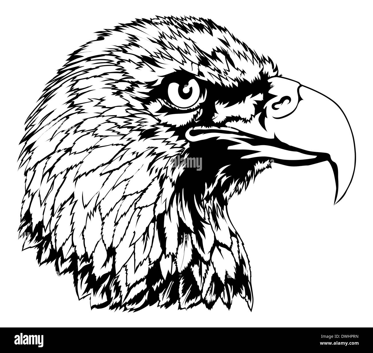 Bald eagle head Black and White Stock Photos & Images - Alamy