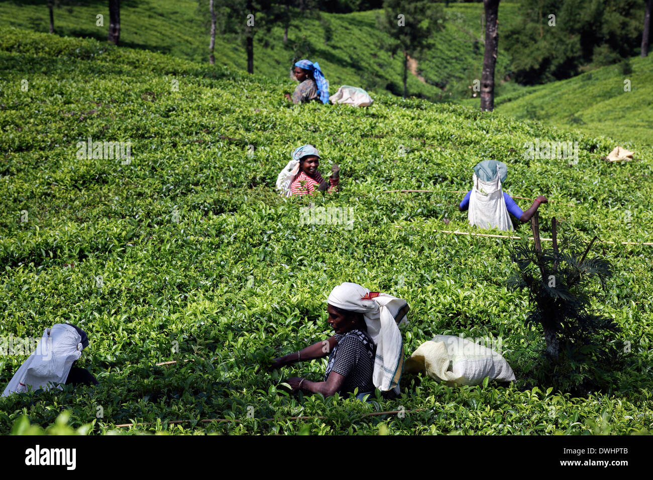 Tea pluckers hi-res stock photography and images - Alamy