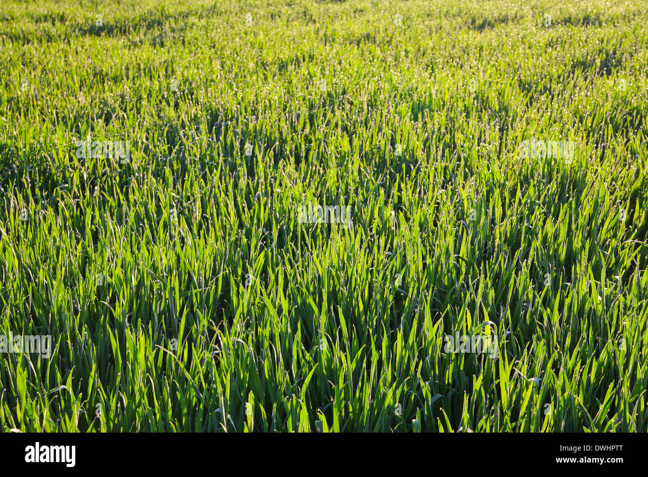 Barley leaf hi-res stock photography and images - Alamy