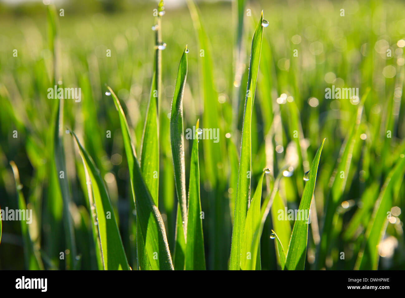 Agriculture. Barley leaves closeup Stock Photo - Alamy