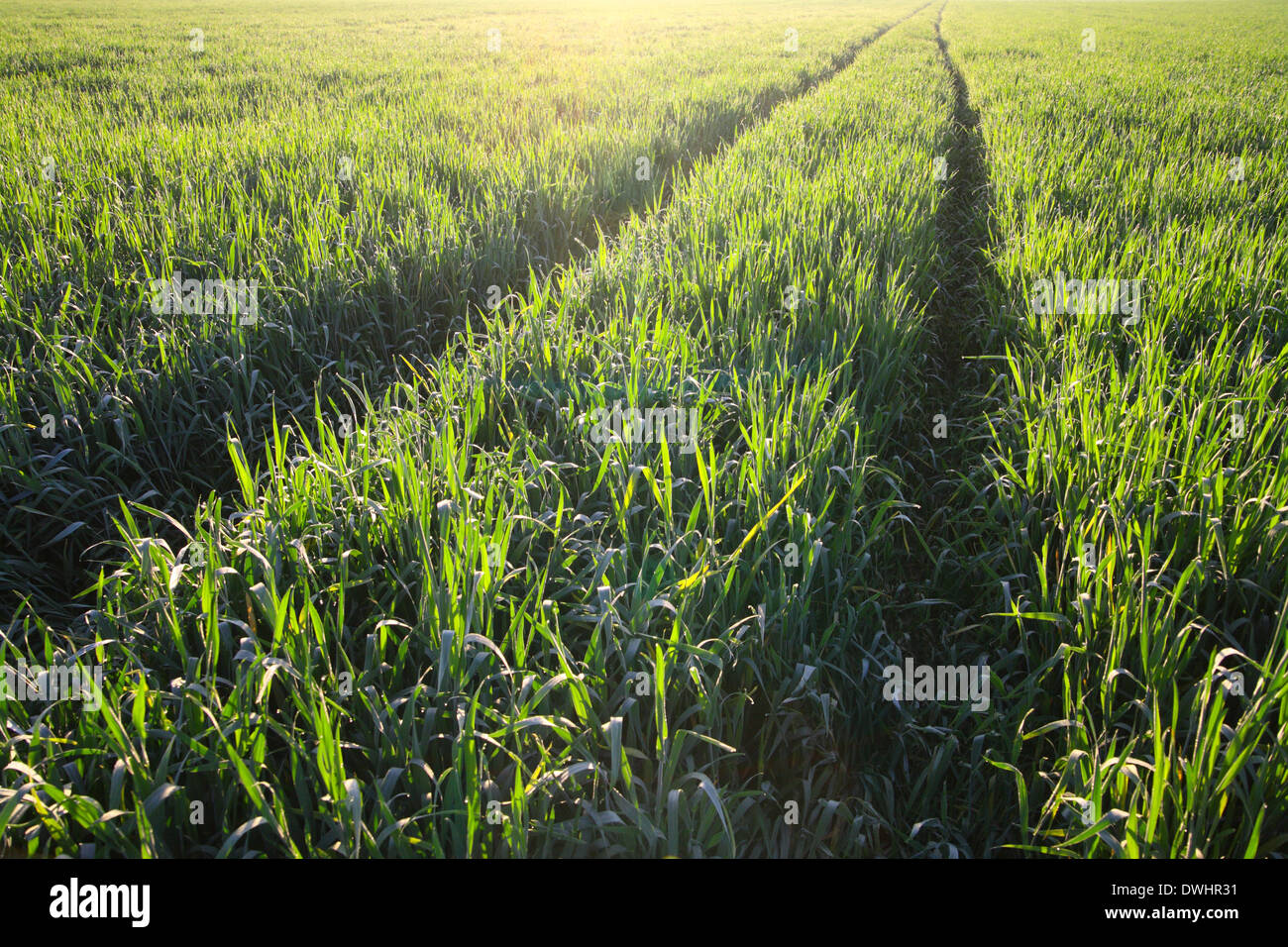 Agriculture. Field of barley seedlings Stock Photo - Alamy