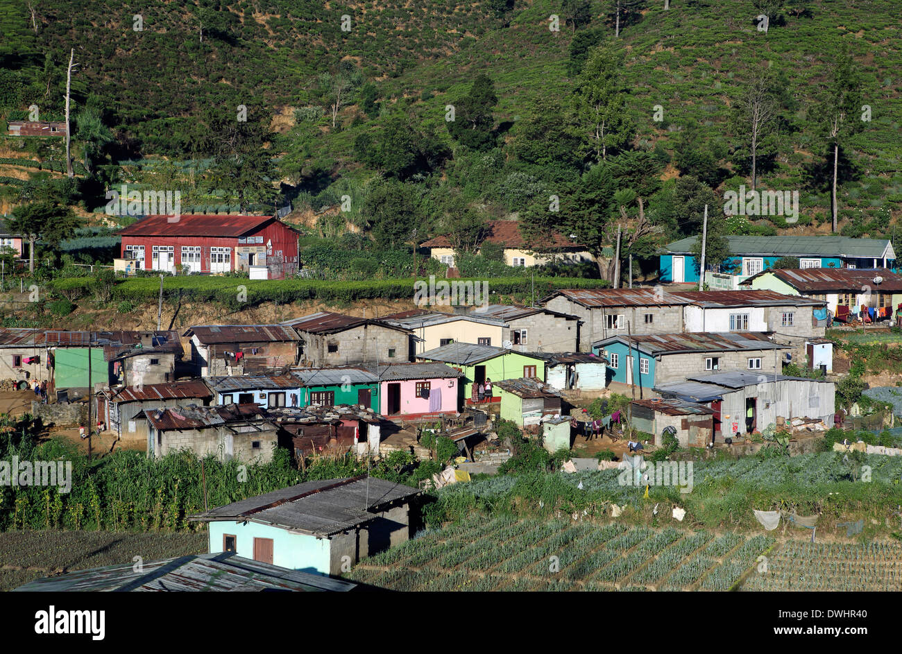 Poor neighborhood with basic housing in Nuwara Eliya, Sri Lanka Stock ...