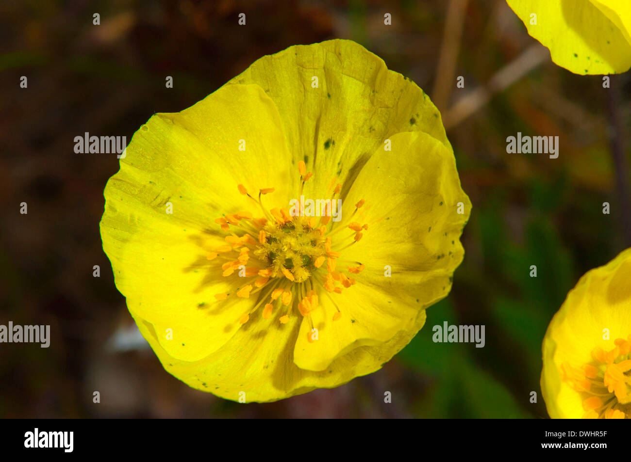 Sulphureus hi-res stock photography and images - Alamy