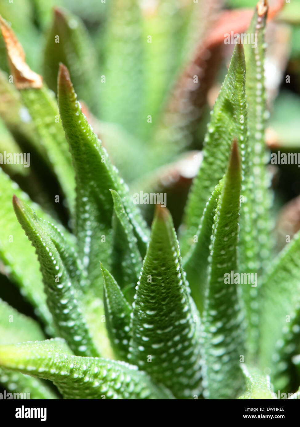Closeup of aloe vera plant Stock Photo - Alamy