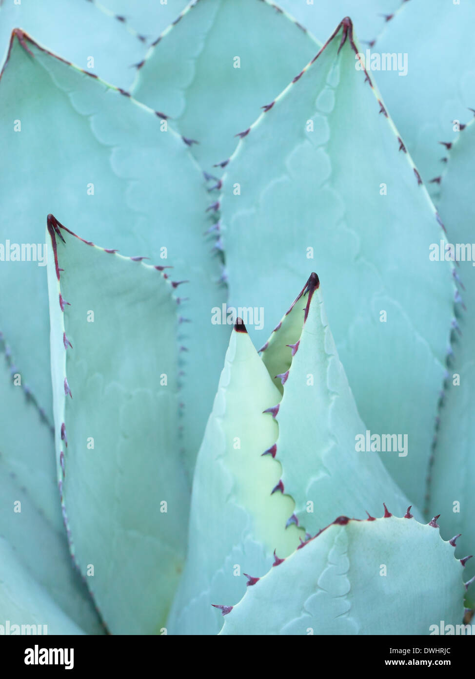 Sharp pointed agave plant leaves bunched together Stock Photo - Alamy