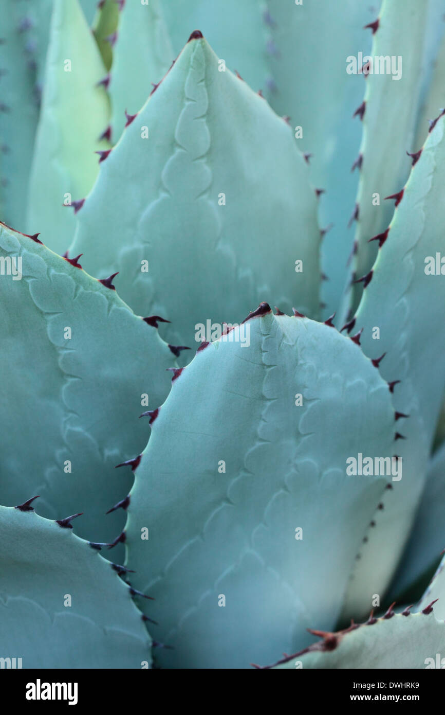 Sharp pointed agave plant leaves bunched together Stock Photo - Alamy