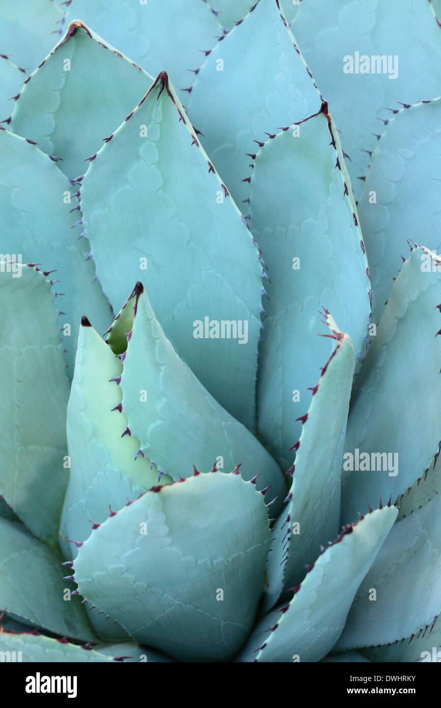Sharp pointed agave plant leaves bunched together Stock Photo - Alamy