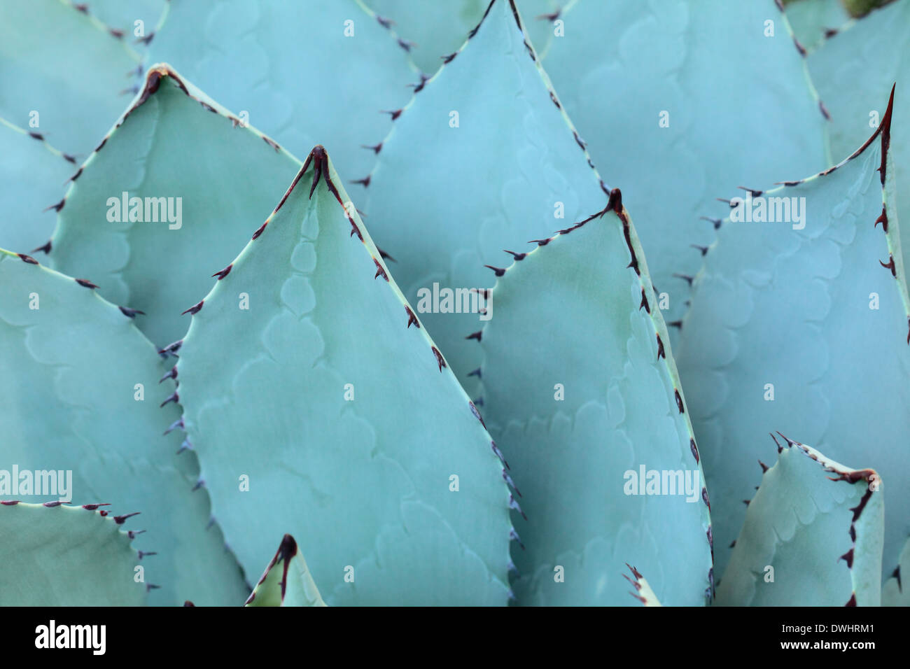 Sharp pointed agave plant leaves bunched together Stock Photo - Alamy