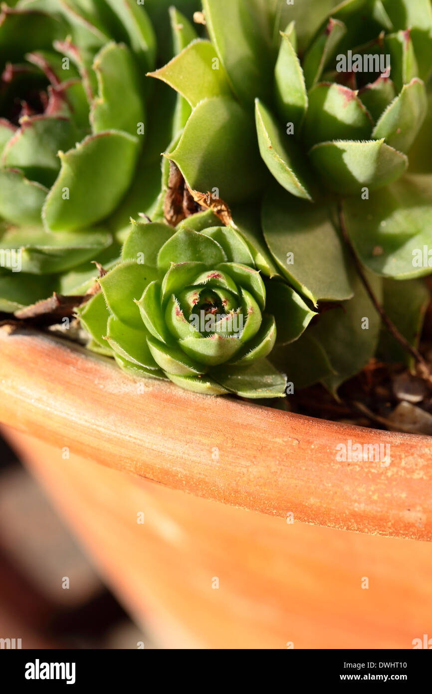 Closeup of aloe in pot Stock Photo - Alamy