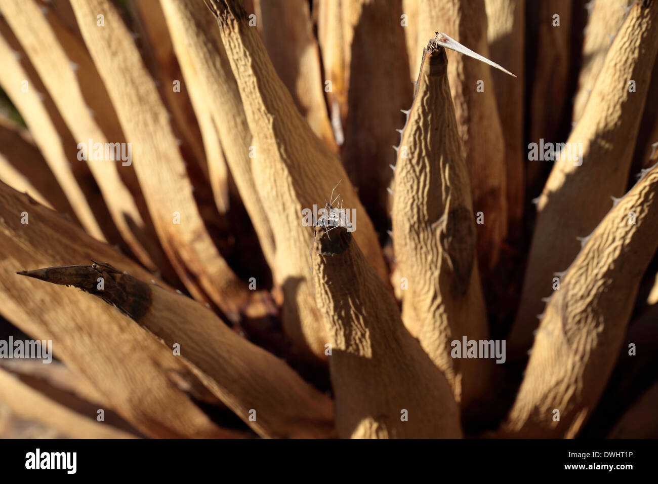Sharp spiny leaves aloe plant hi-res stock photography and images - Alamy