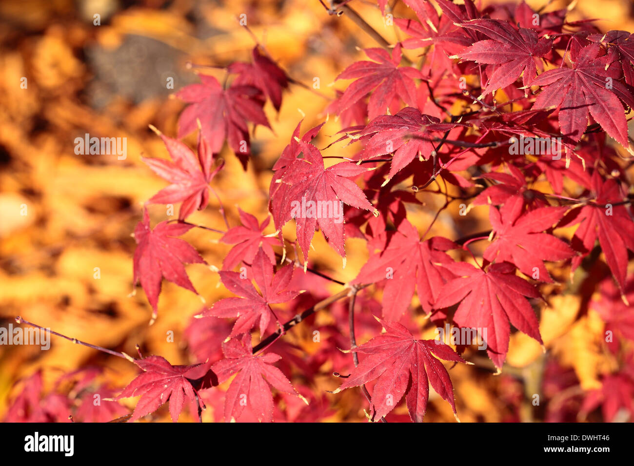 Flourishing fauna hi-res stock photography and images - Alamy
