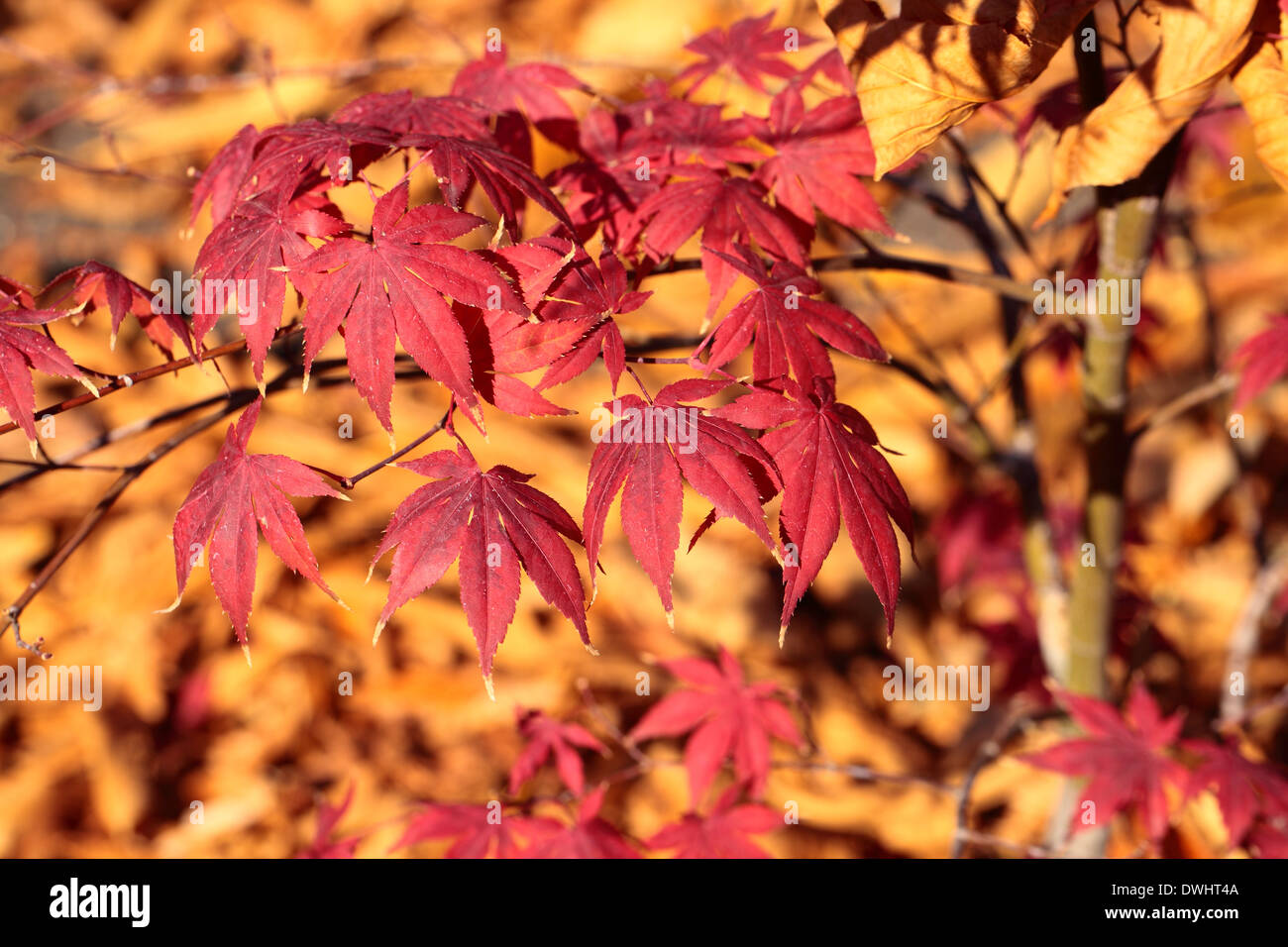 Flourishing leaves and flora design hi-res stock photography and images ...