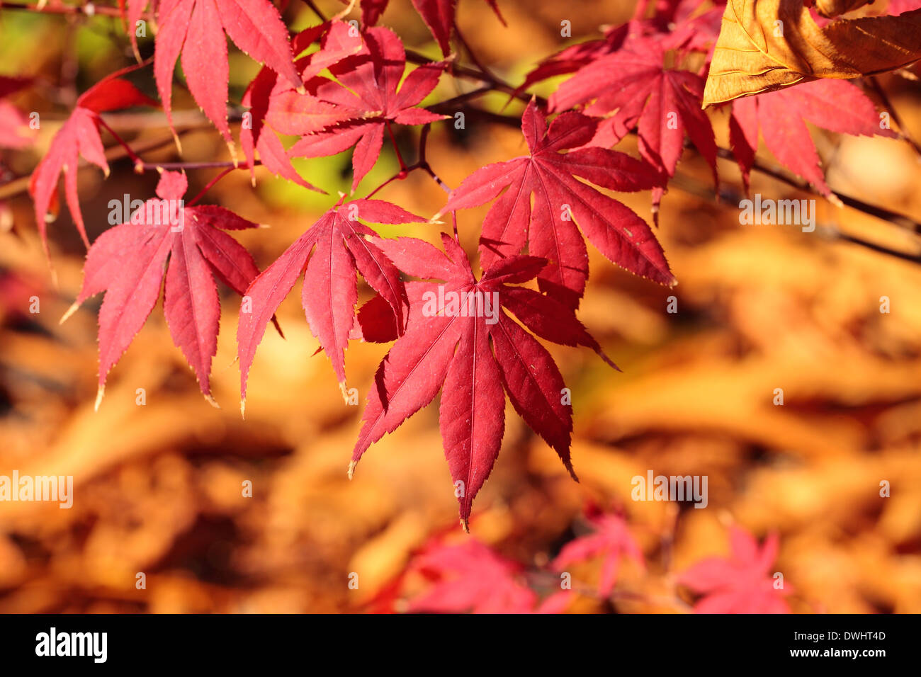 Magic autumn maple leaves Stock Photo - Alamy