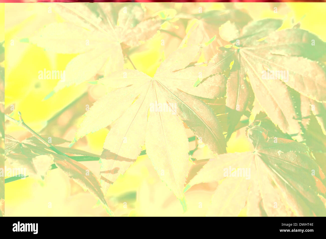 Flourishing fauna hi-res stock photography and images - Alamy