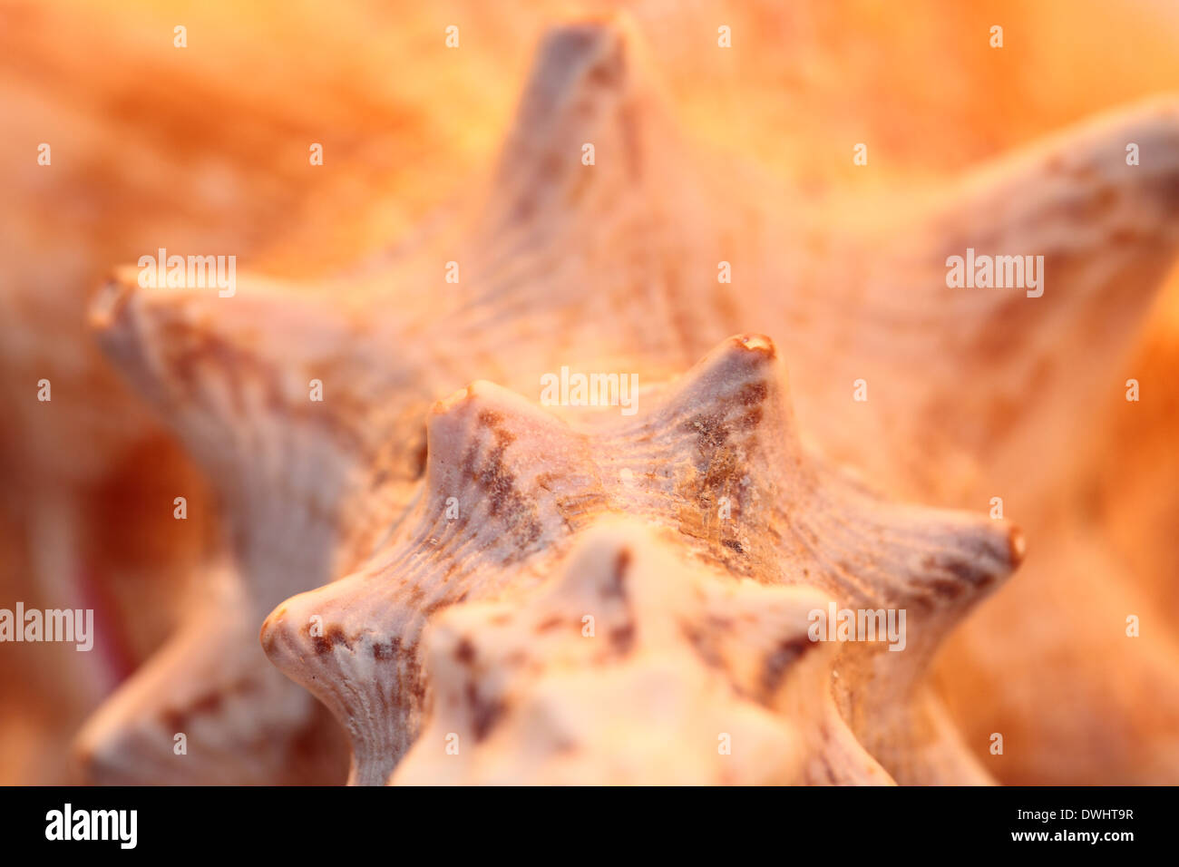 Conic shell hi-res stock photography and images - Alamy