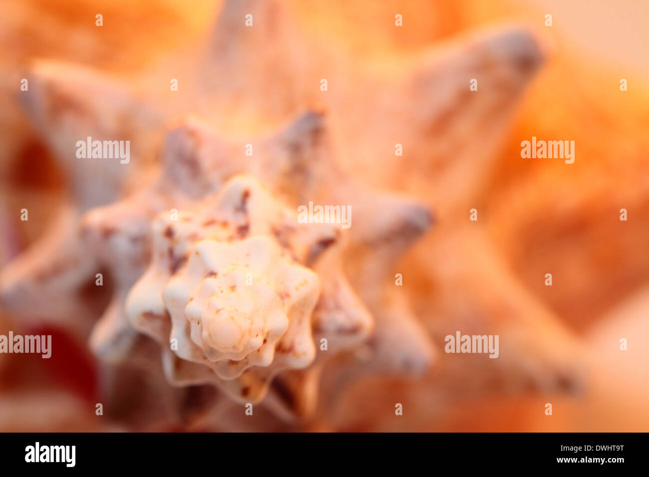 A perfect close up of an amazing shell Stock Photo - Alamy