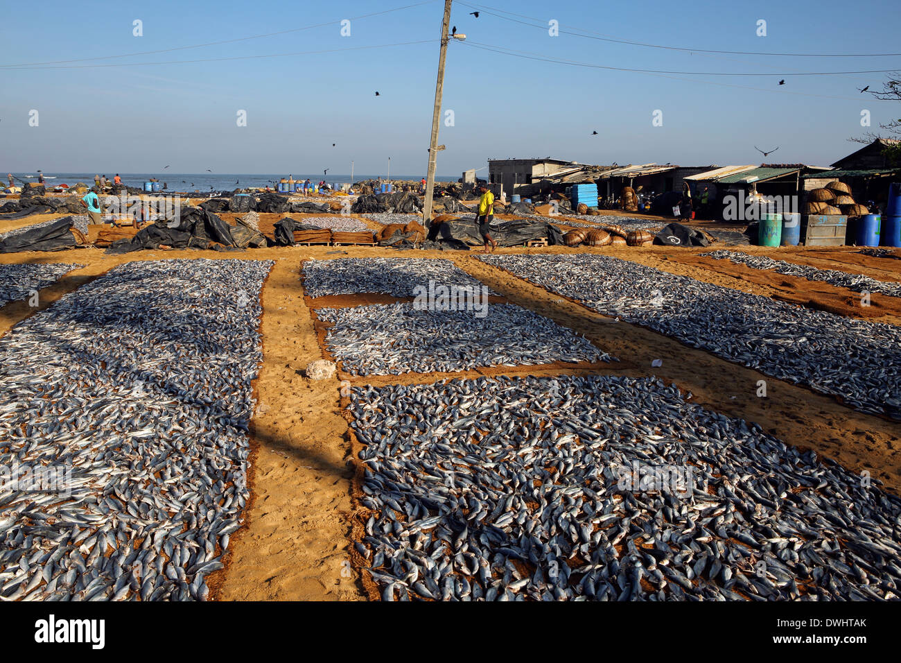 Fish drying under a hot sun in Negombo, Sri Lanka Stock Photo - Alamy