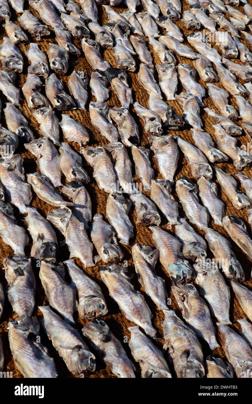 Fish drying under a hot sun in Negombo, Sri Lanka Stock Photo - Alamy