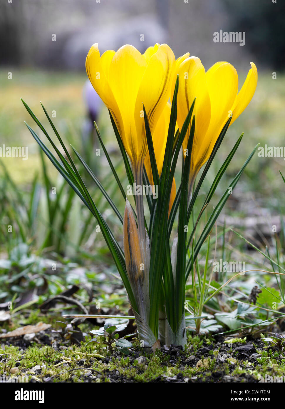 Yellow crocus hi-res stock photography and images - Alamy