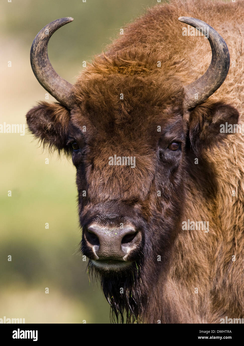 Extinct bison hi-res stock photography and images - Alamy