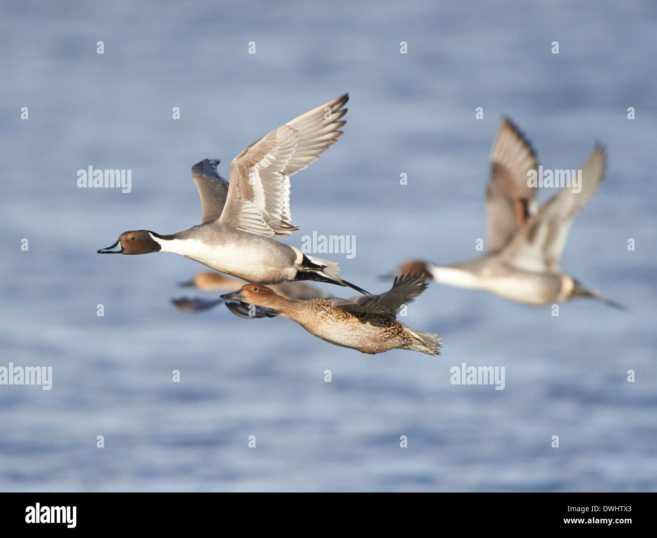Pintails in flight hi-res stock photography and images - Alamy