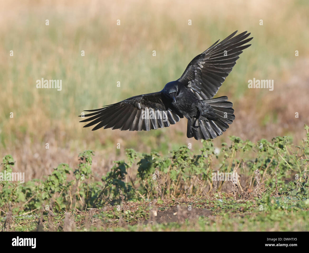 Jackdaw in flight hi-res stock photography and images - Alamy