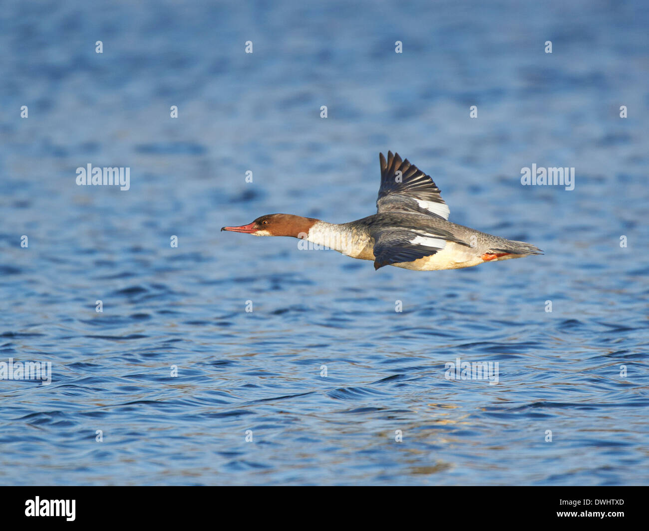 Goosander in flight Stock Photo - Alamy