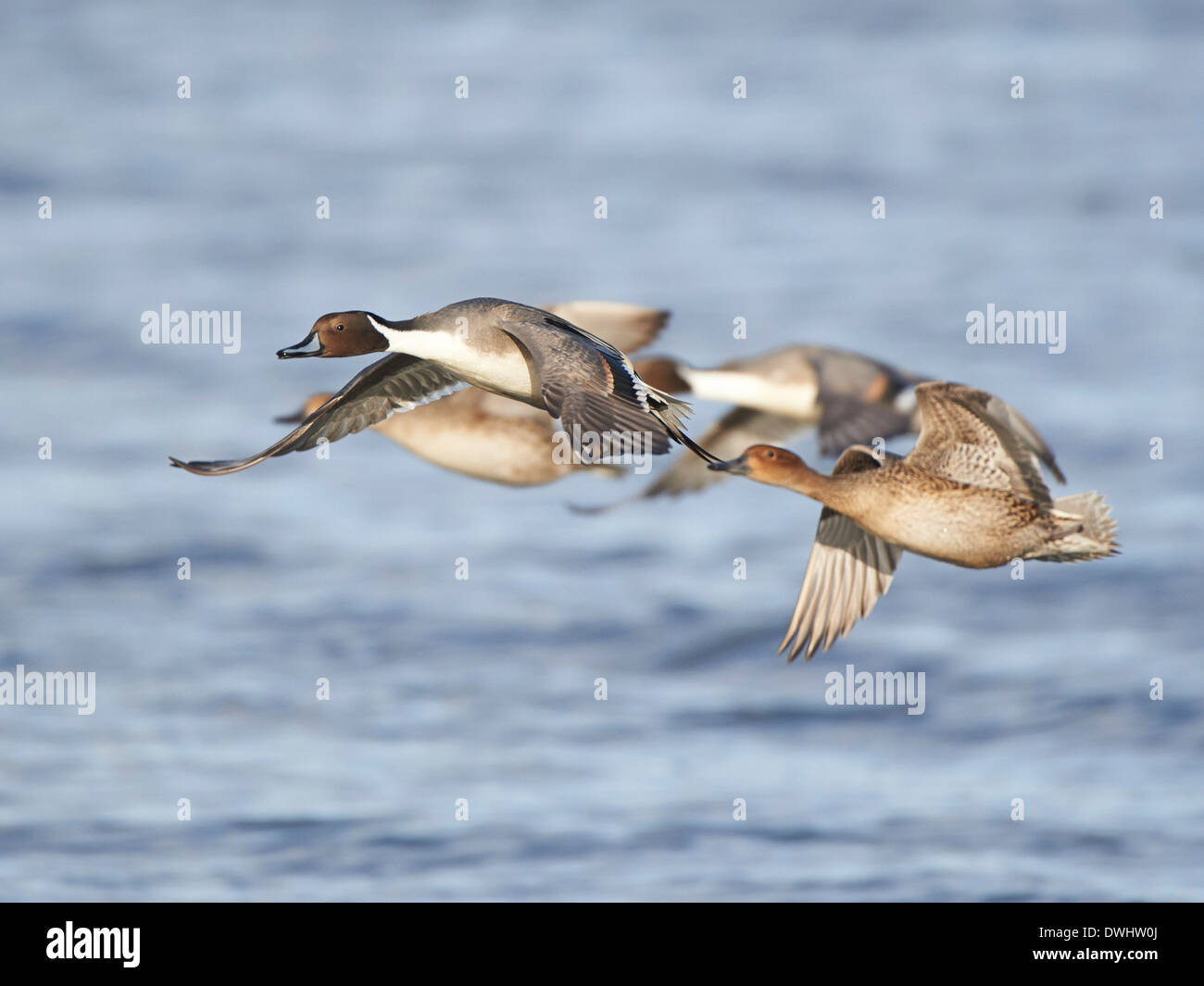 Flying pintails hi-res stock photography and images - Alamy