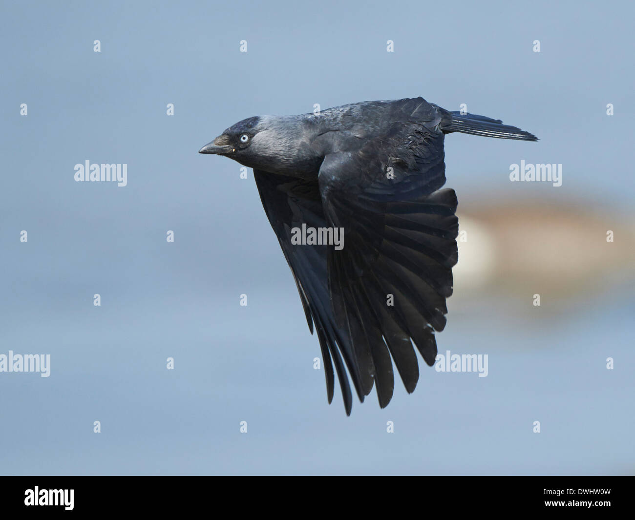Jackdaw In Flight High Resolution Stock Photography and Images - Alamy